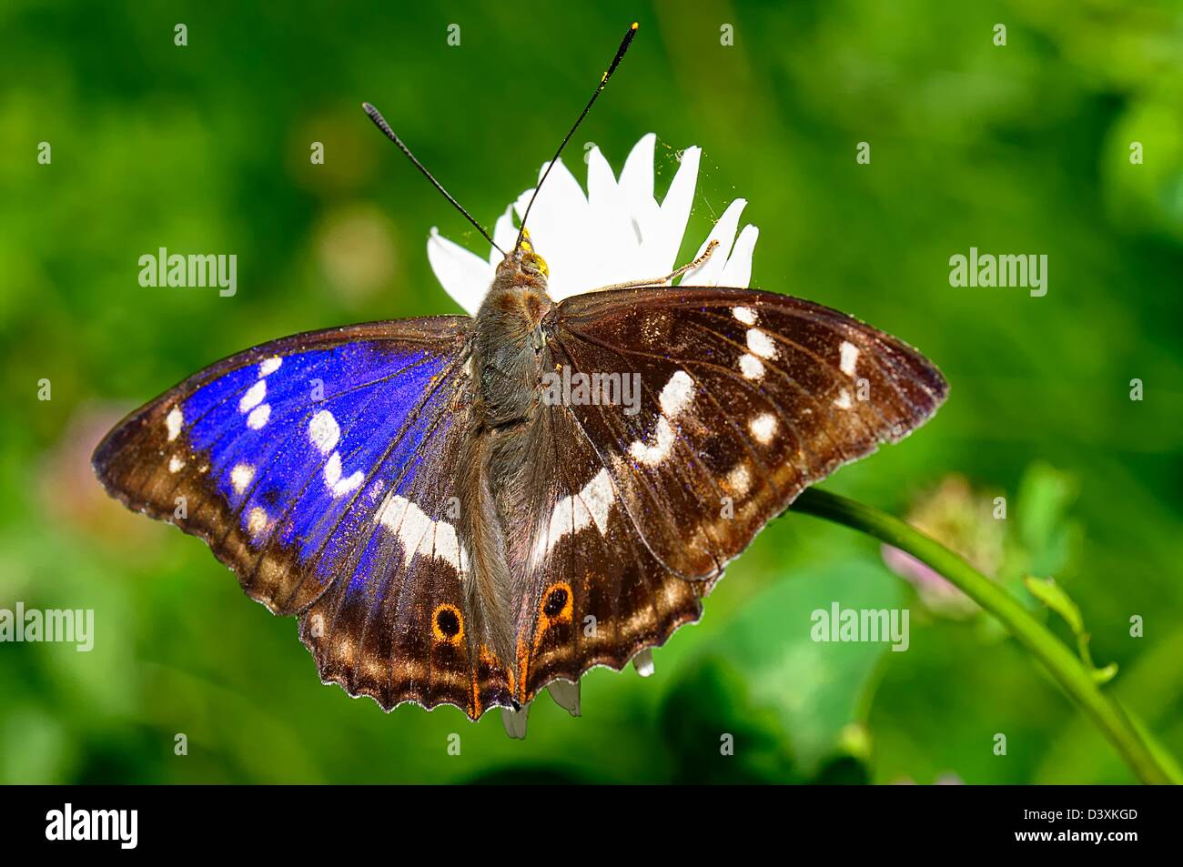 Butterfly feeding at Gardens Stock Photo - Alamy