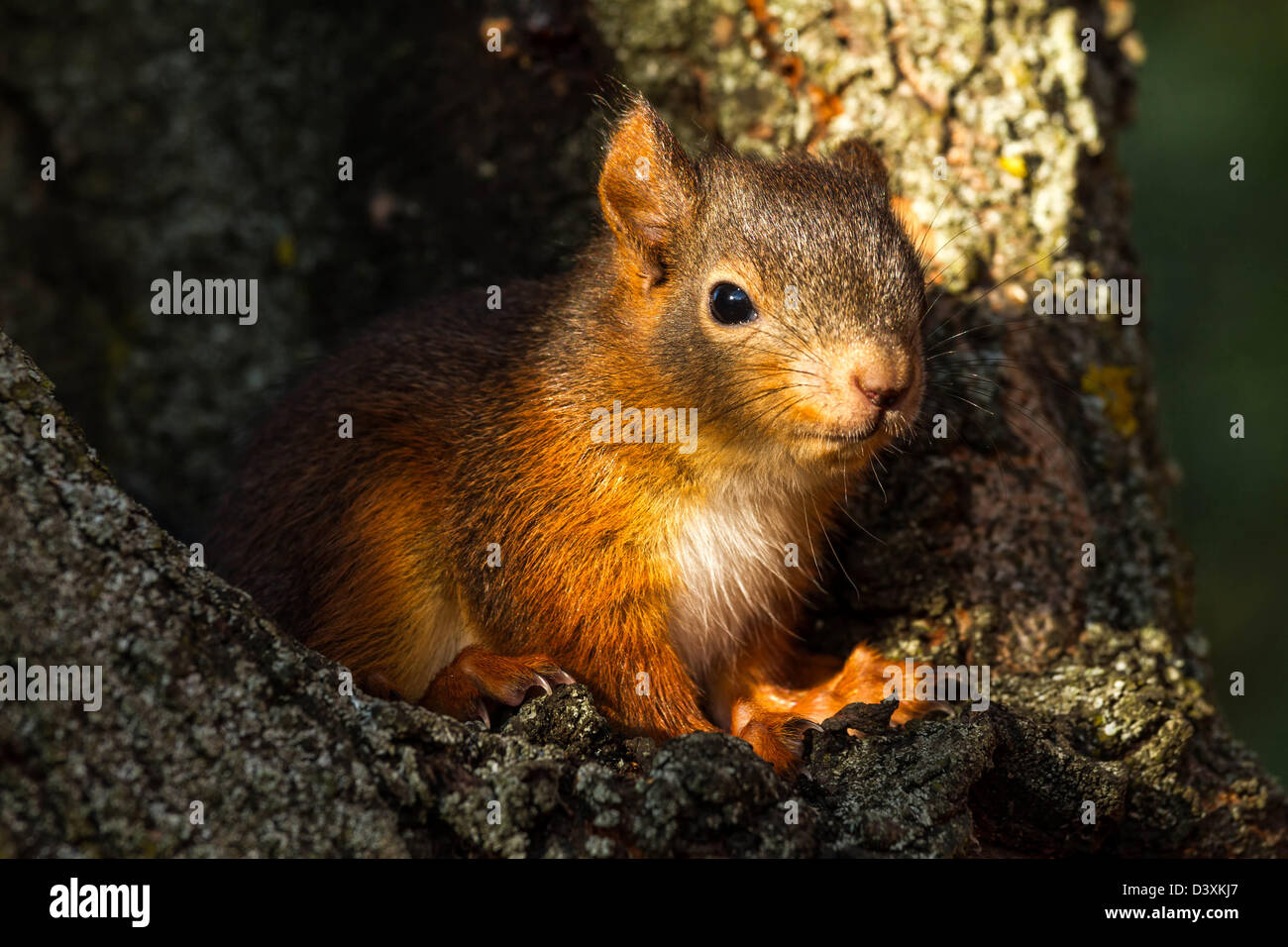 Cute young squirrel in the tree there Stock Photo - Alamy