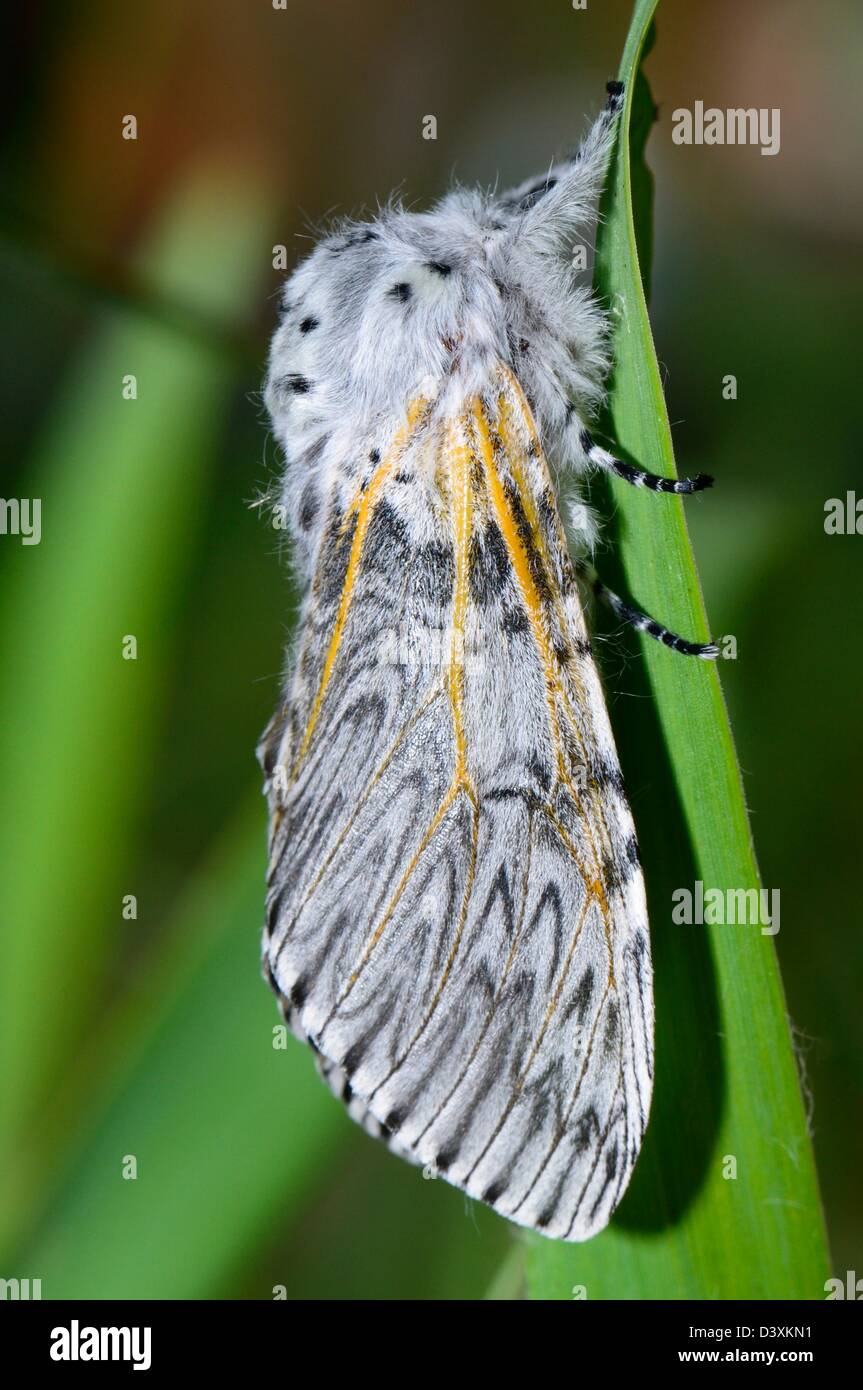 Night butterfly, poplar sphinx male Stock Photo - Alamy