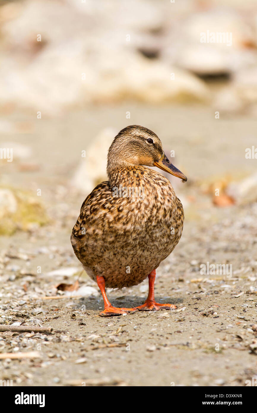 Beautiful close-up from a wild duck Stock Photo - Alamy