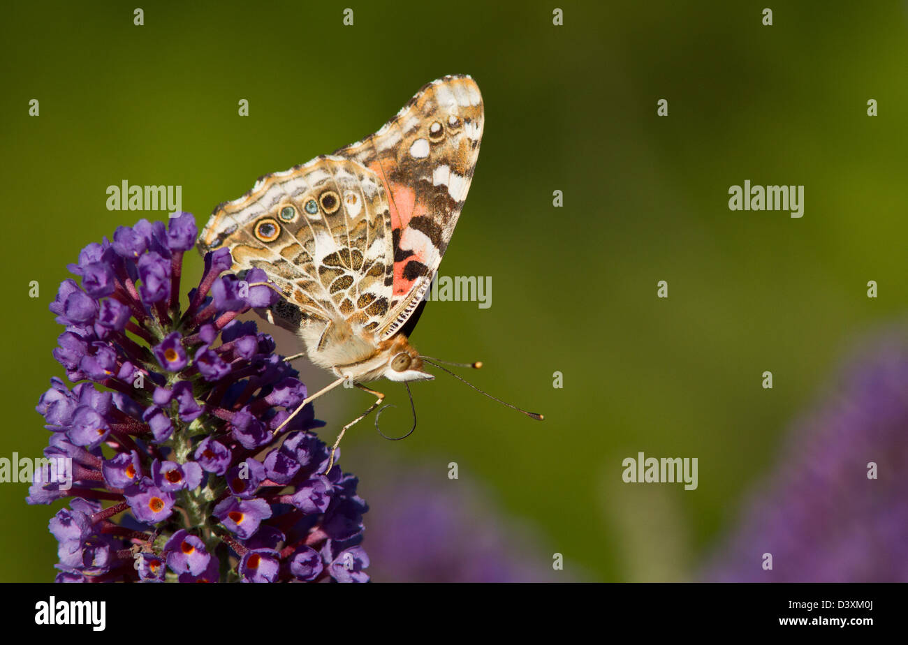 Painted Lady butterfly (Vanessa cardui) in summer Stock Photo - Alamy