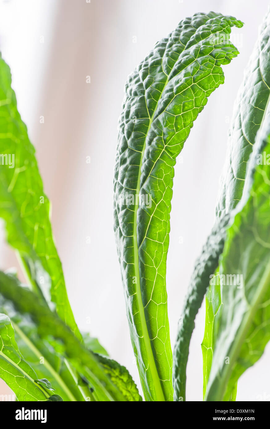 Closeup of green leaves on a colewort plant Stock Photo - Alamy