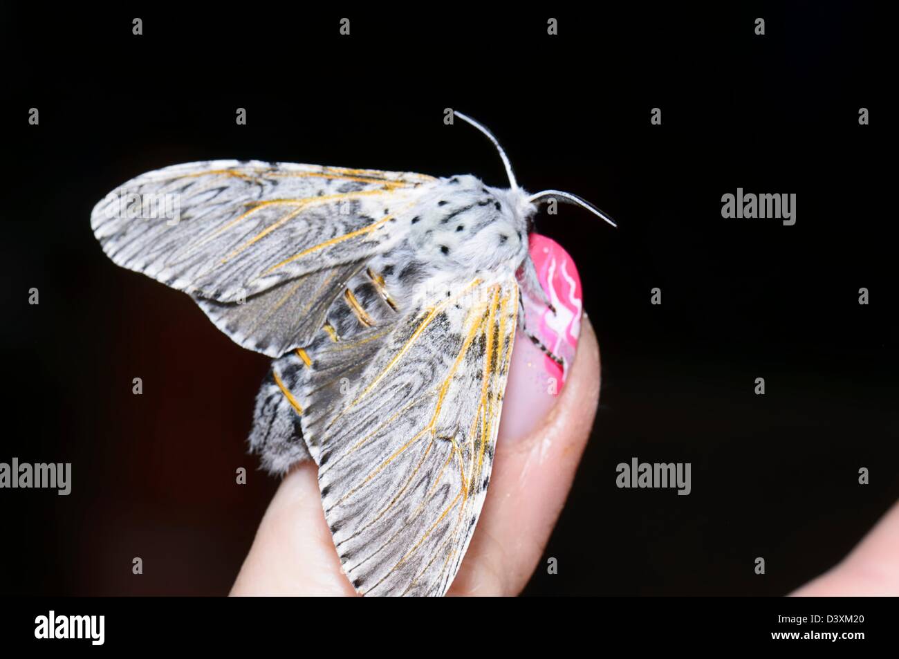 Night butterfly hi-res stock photography and images - Alamy