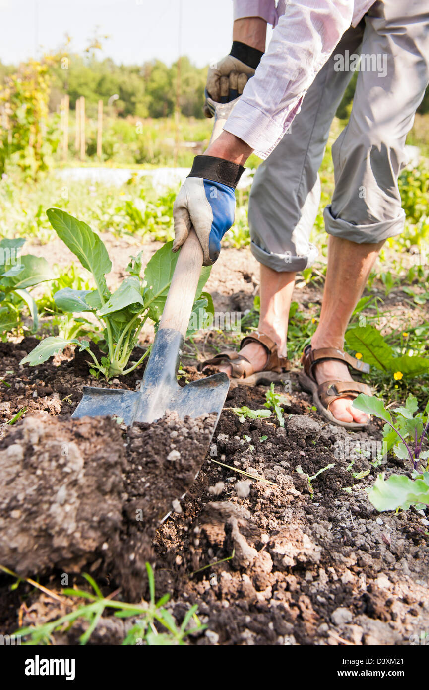 Man digging in the soil with spade, growing Kohlrabi (German turnip ...