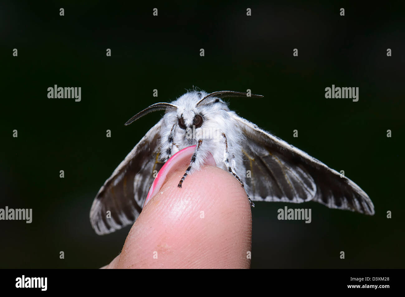Night butterfly hi-res stock photography and images - Alamy
