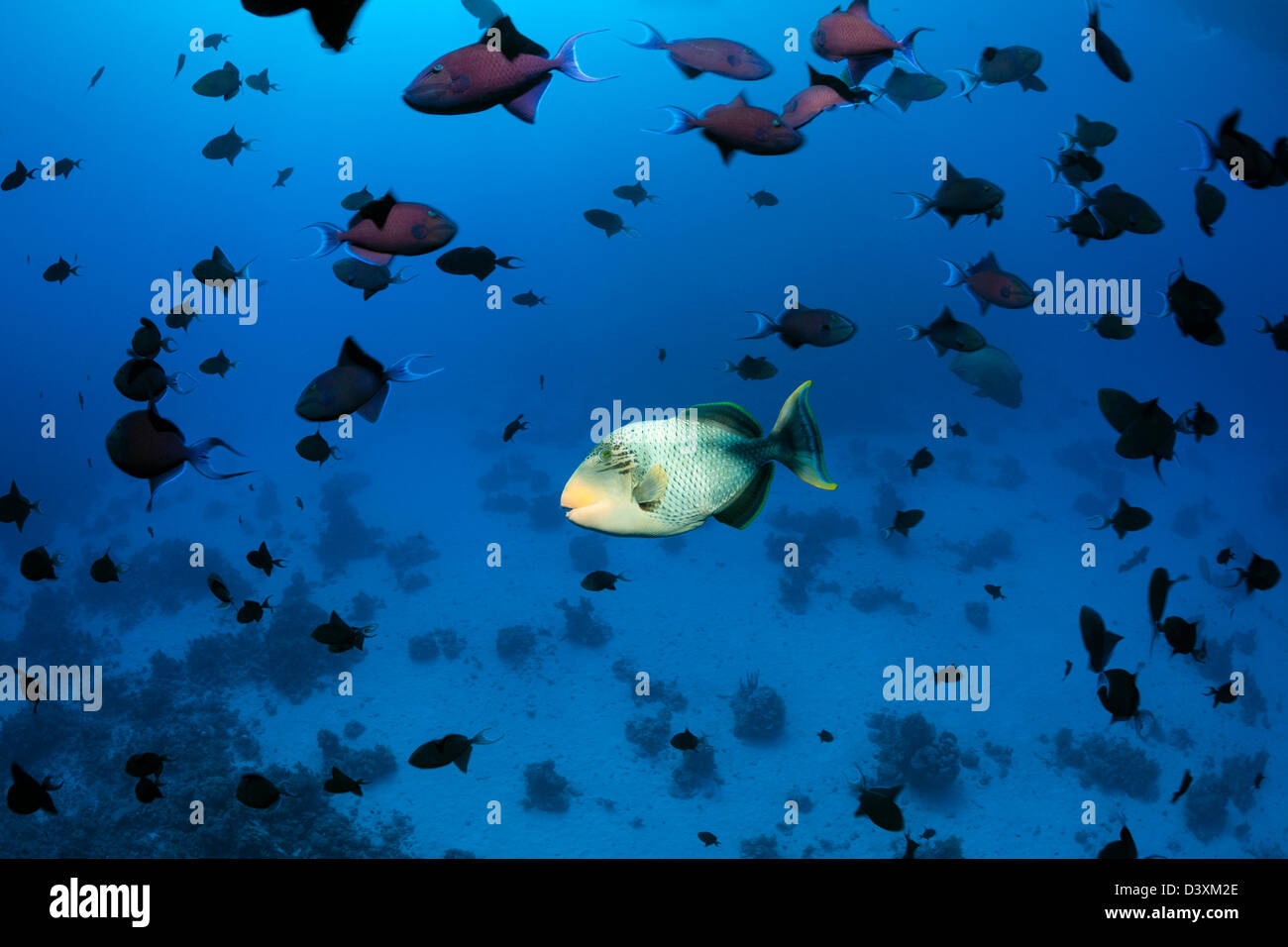 Titan Triggerfish and Shoal of Redtooth Triggerfish, Balistoides ...