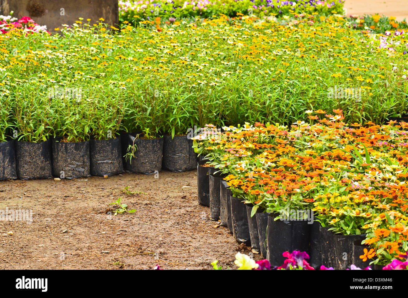 Flower nursery hi-res stock photography and images - Alamy