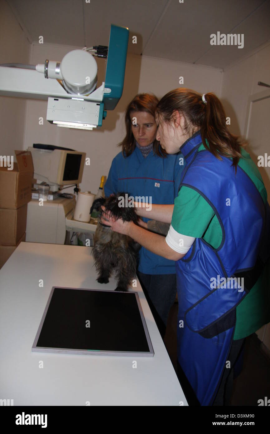 A Mixed Breed dog receiving an x-ray by a veterinarian Stock Photo - Alamy