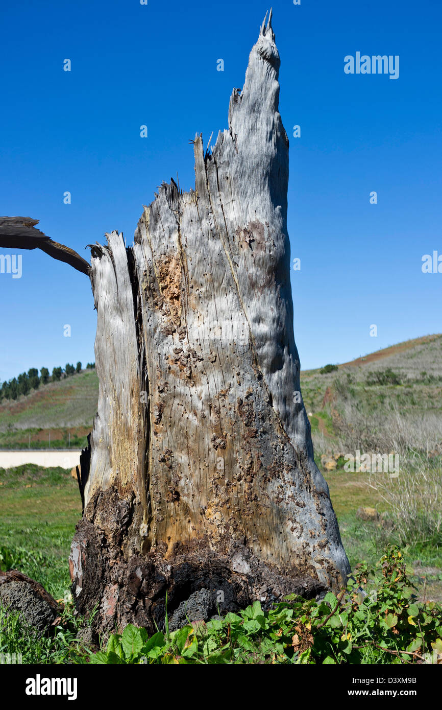 Tree trunk rotting after being hit by lightening, now a home for ...