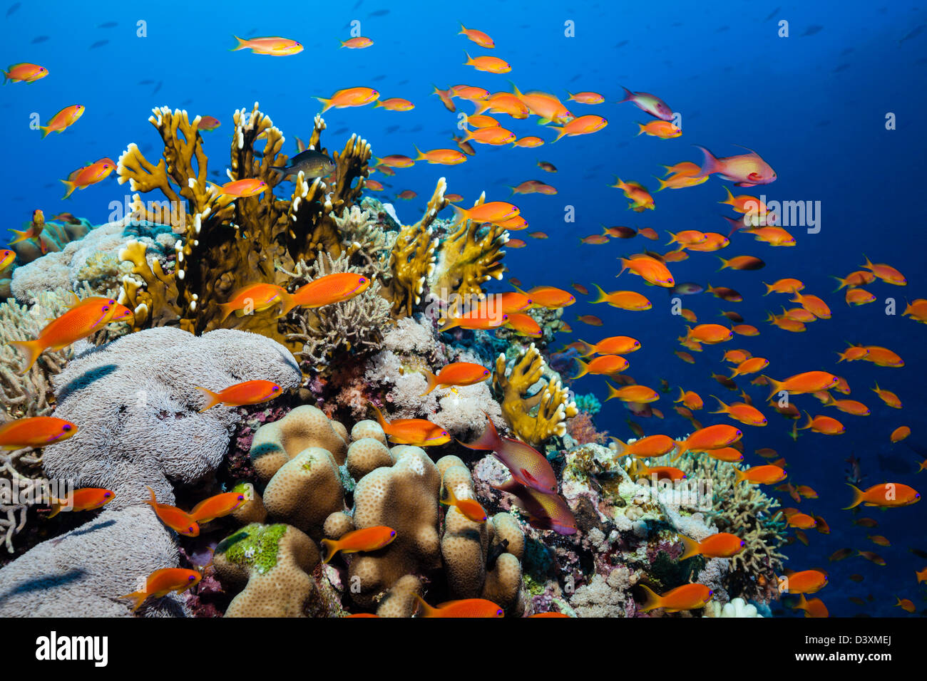 Fire coral sting hi-res stock photography and images - Alamy