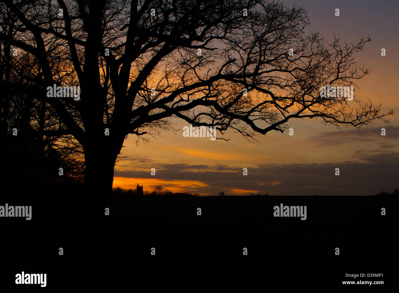 trees in a countryside scene at sunset Stock Photo - Alamy