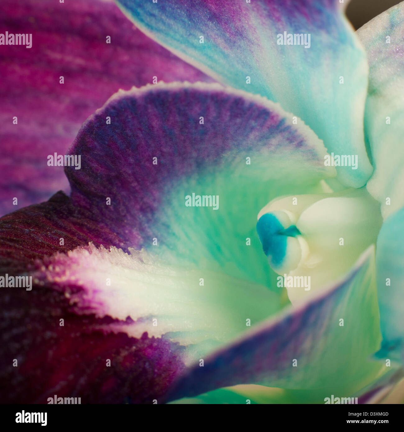 Close-up of a purple tulip Stock Photo - Alamy