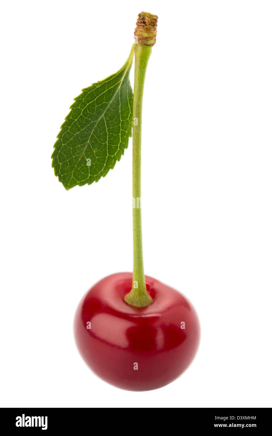 One cherry with a petal isolated on white background Stock Photo - Alamy