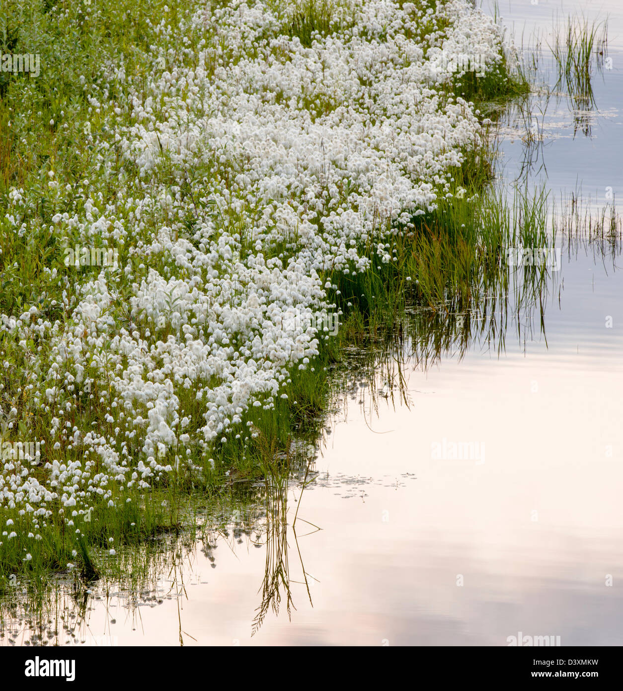Alaska Cotton Grass (Eriophorum brachyantherm) grows along a tundra ...