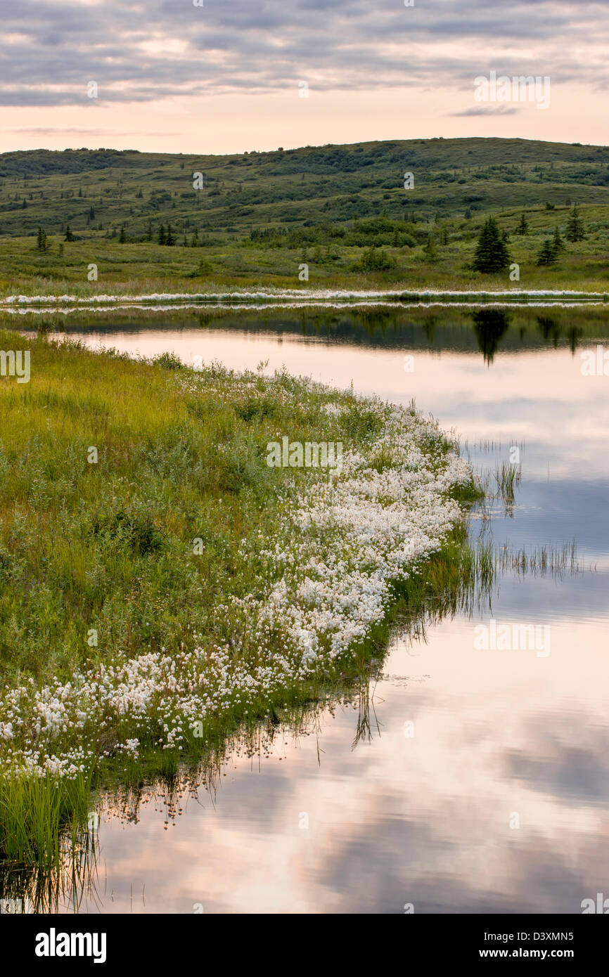 Alaska Cotton Grass (Eriophorum brachyantherm) grows along a tundra ...