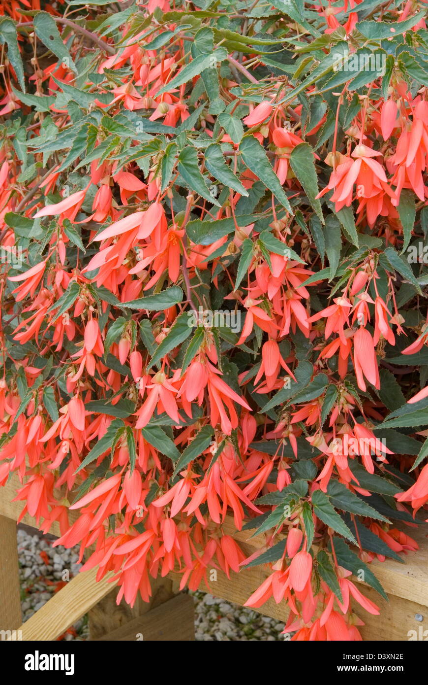 Begonia Million Kisses 'Romance'. Date: 03.11.2008 Ref: ZB907 123496 ...