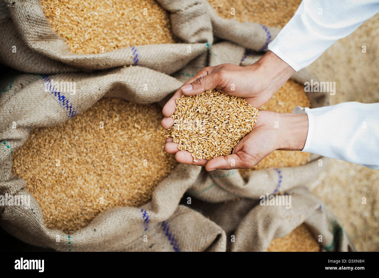 Man holding wheat grains from a sack in his cupped hands, Anaj Mandi ...