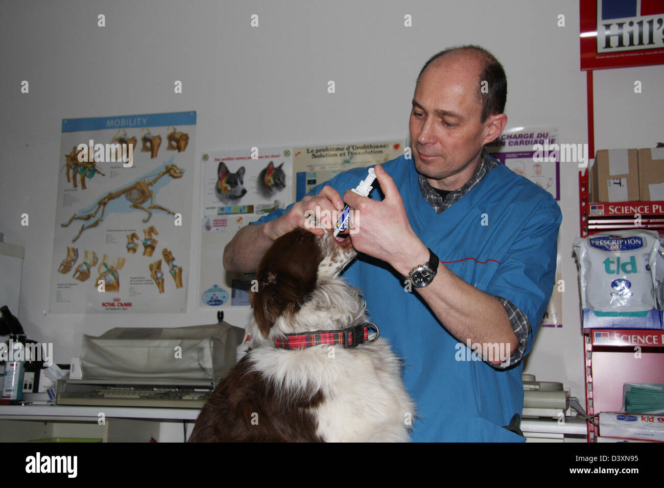 The veterinary gives a drug to a Border Collie dog (in the mouth Stock ...