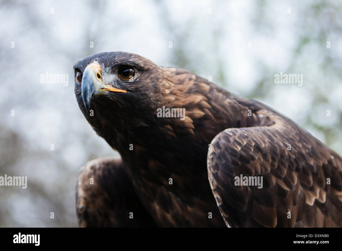 Golden Eagle, Aquila chrysaetos chrysaetos, Bavaria, Germany Stock ...