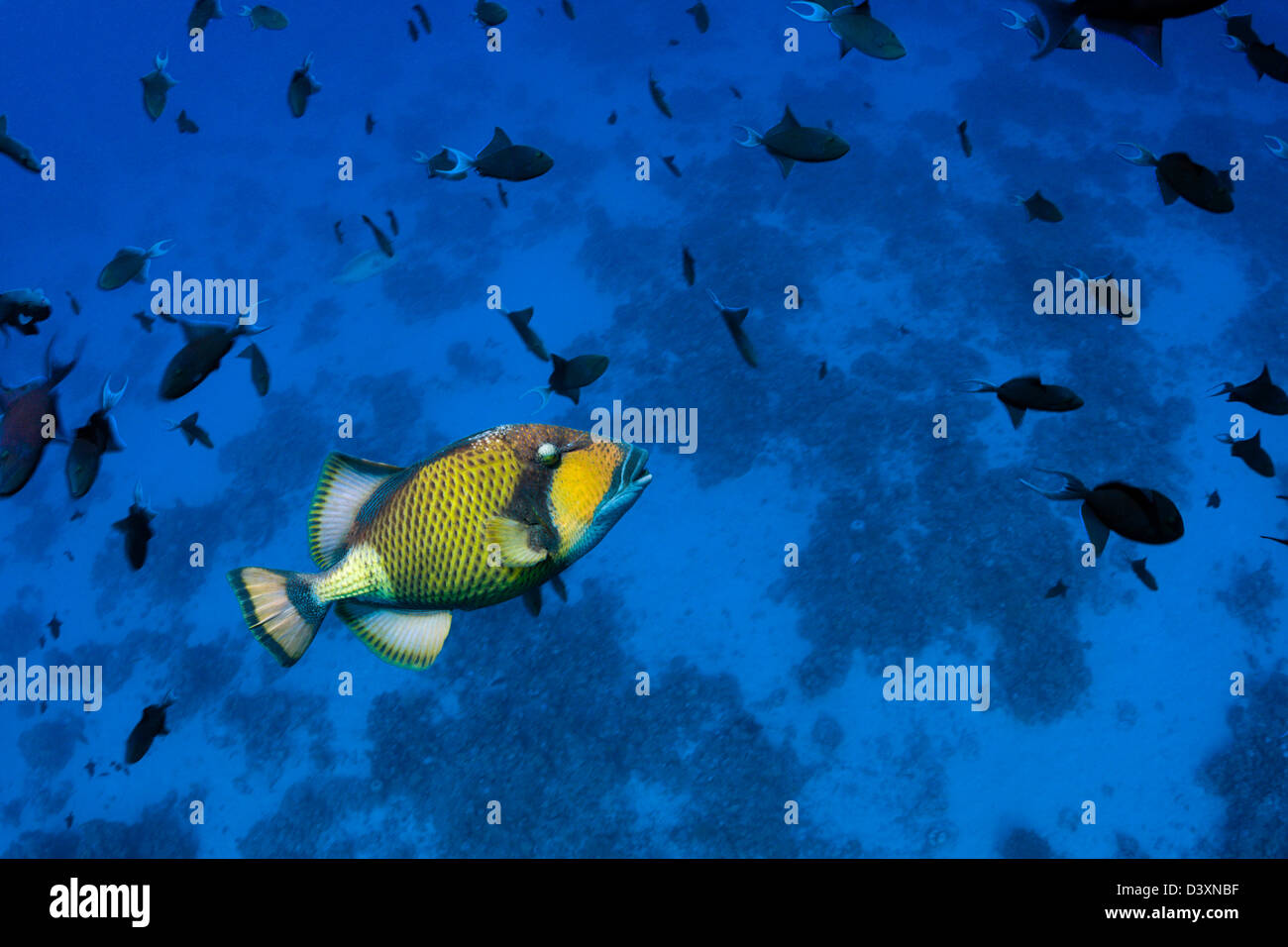 Titan Triggerfish and Shoal of Redtooth Triggerfish, Balistoides ...