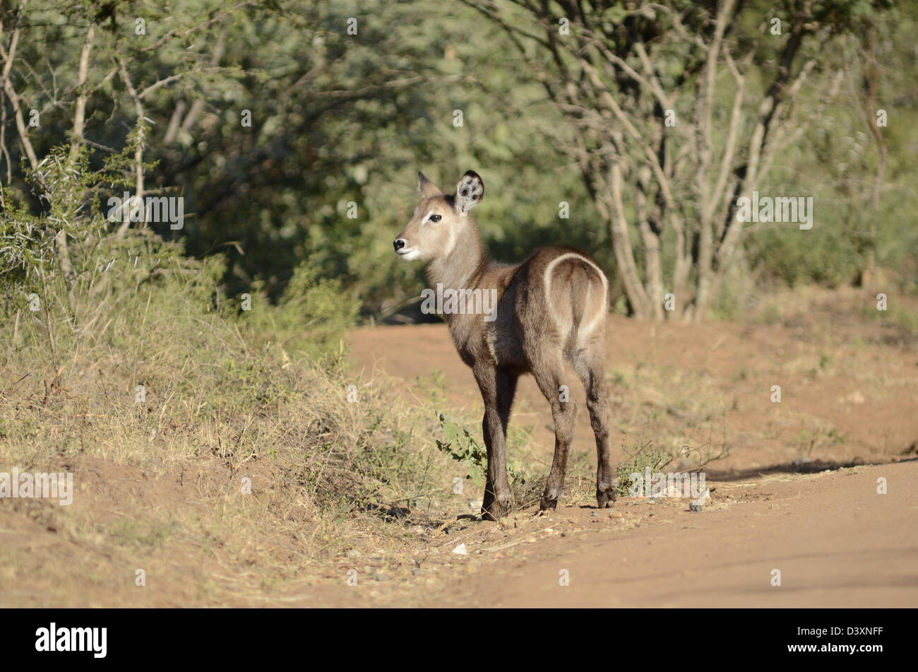 Photos of Africa, Waterbuck baby Stock Photo - Alamy
