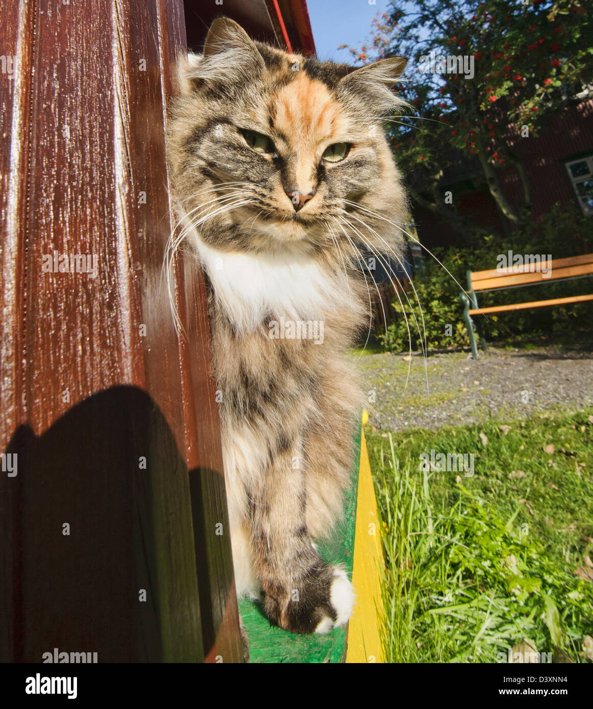 the neighborhood bully; tortoise shell colored cat, Reykjavik, Iceland ...
