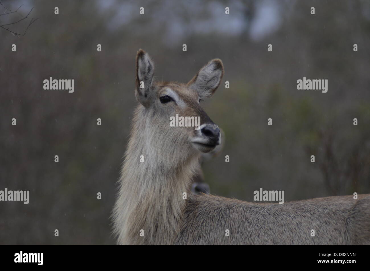 Photos of Africa, Waterbuck head facing away from camera Stock Photo ...