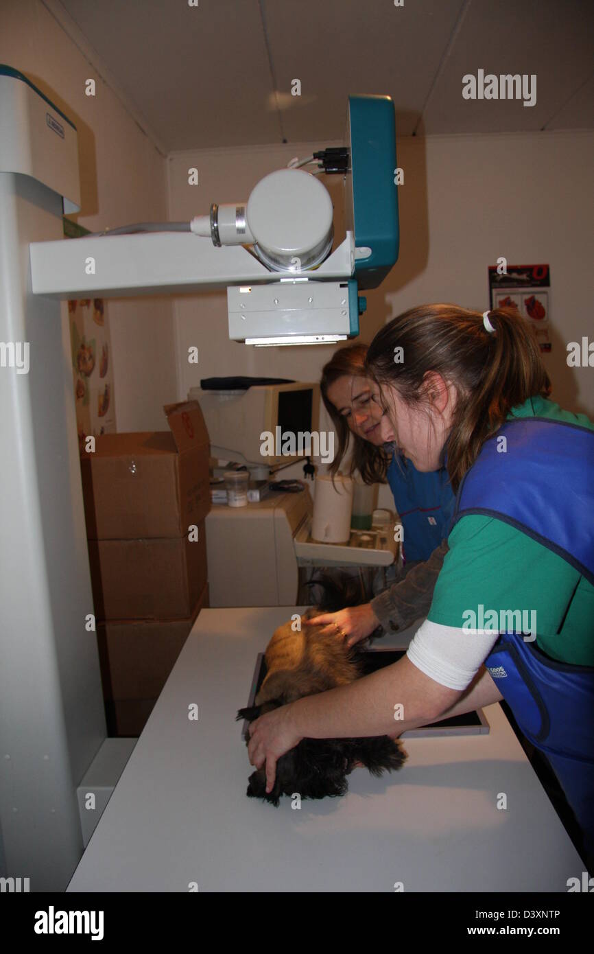 A Mixed Breed dog receiving an x-ray by a veterinarian Stock Photo - Alamy