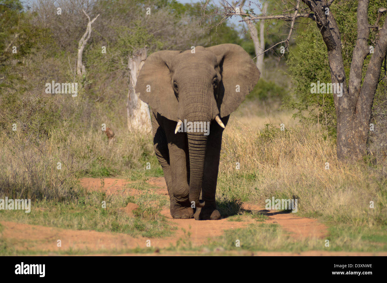 Photos of Africa, African Elephant walk to camera in path way Stock ...