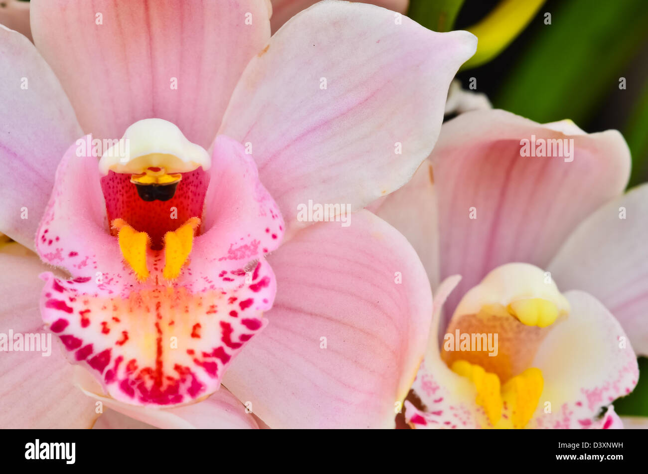 orchid close up Stock Photo - Alamy