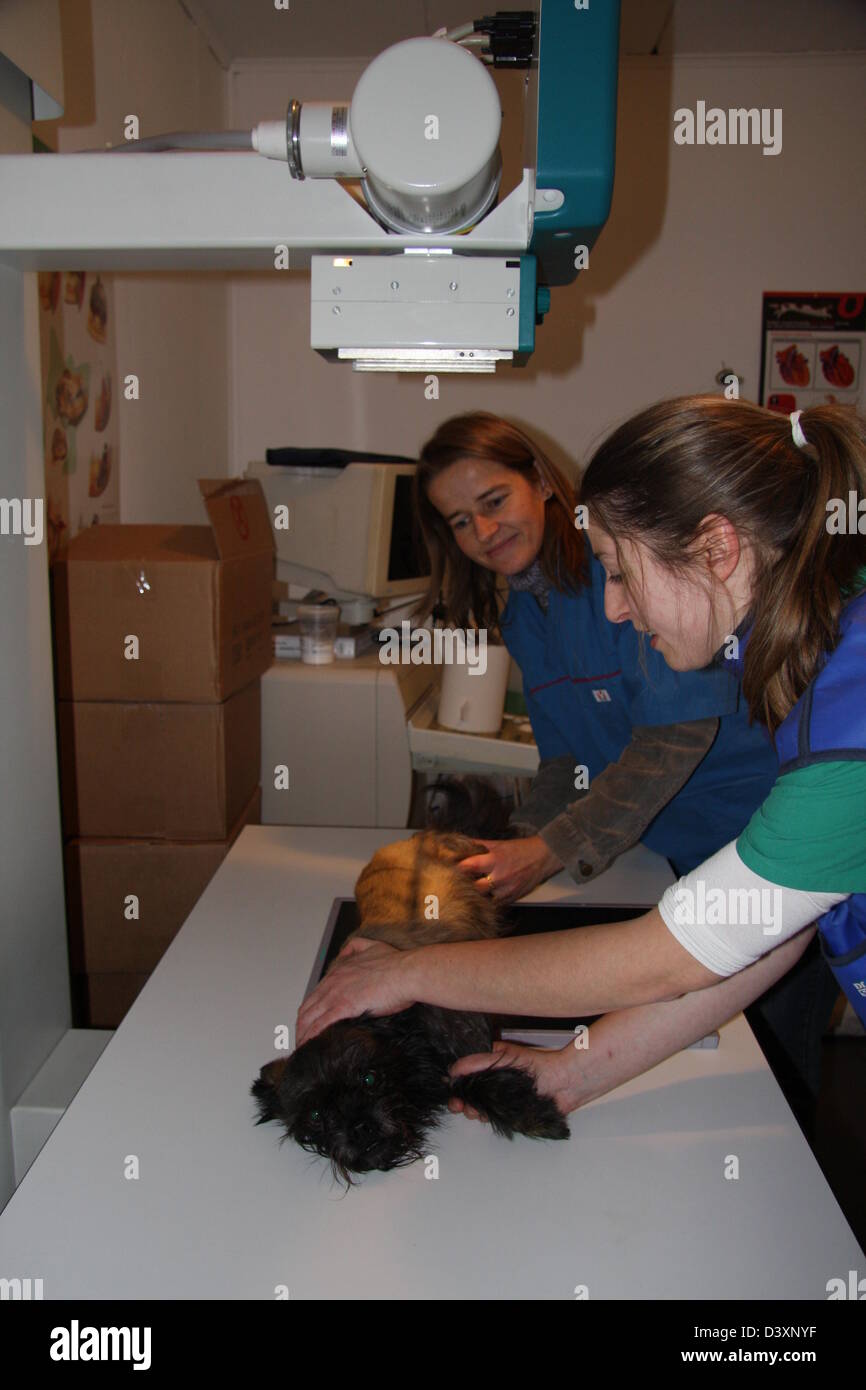 A Mixed Breed dog receiving an x-ray by a veterinarian Stock Photo - Alamy