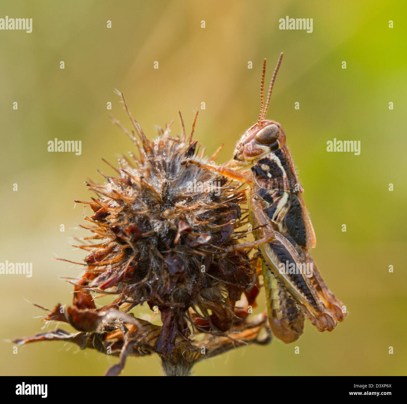 Spur throated grasshopper (Melanoplus ponderosus) in summer Stock Photo ...