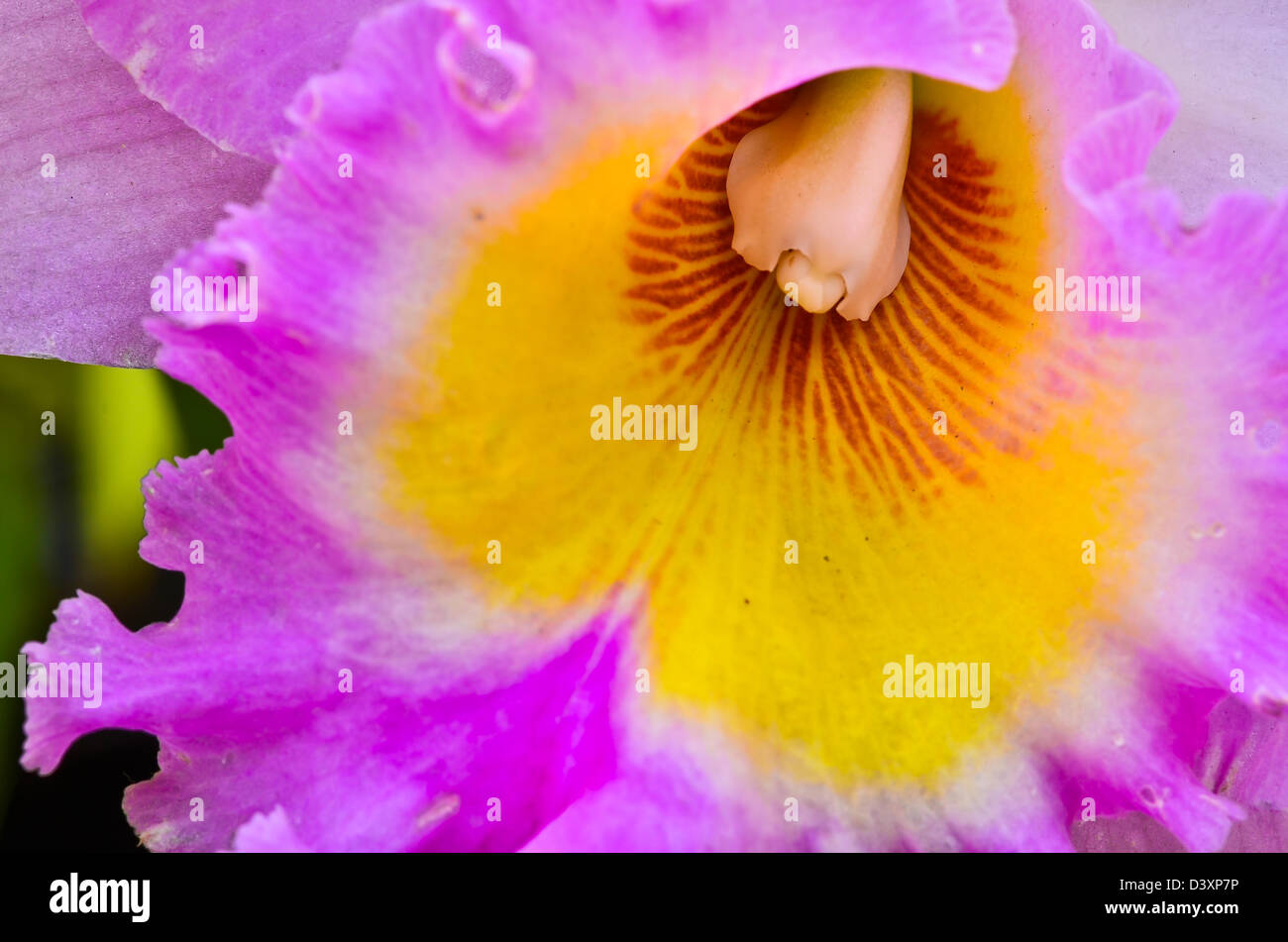 Orchid seedling hi-res stock photography and images - Alamy