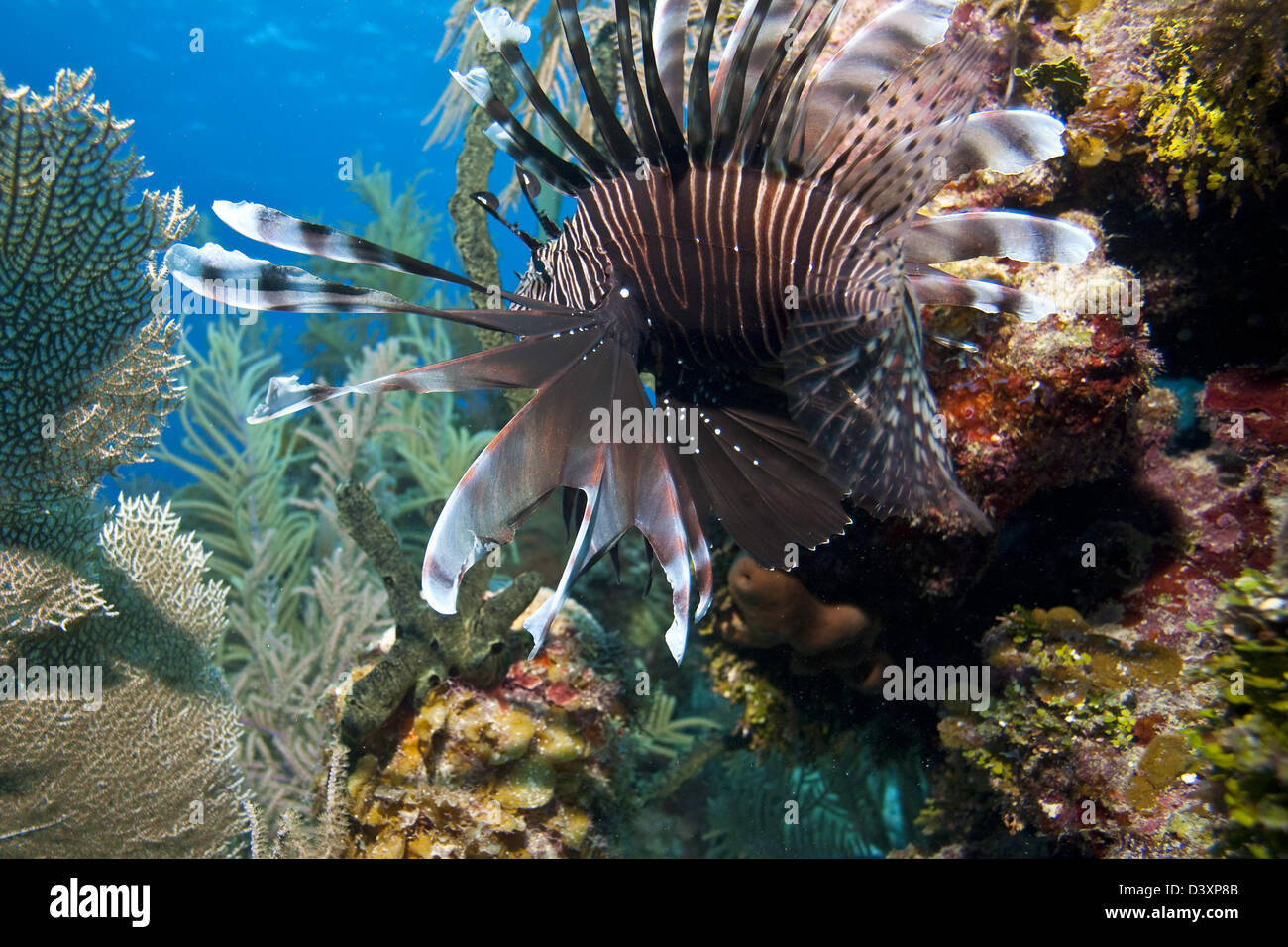 Invasive species lionfish hi-res stock photography and images - Alamy