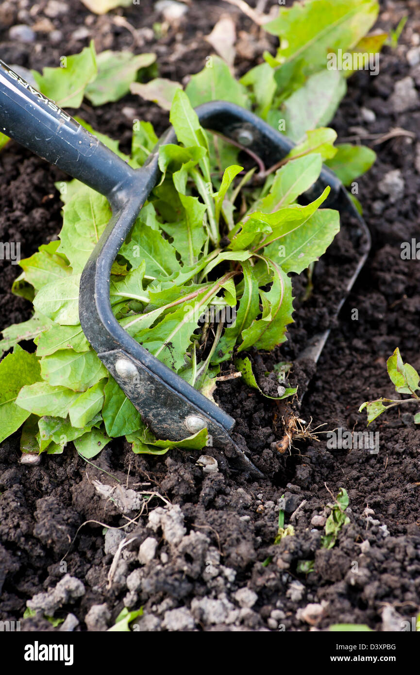 Weeding the soil with garden tool at spring Stock Photo - Alamy