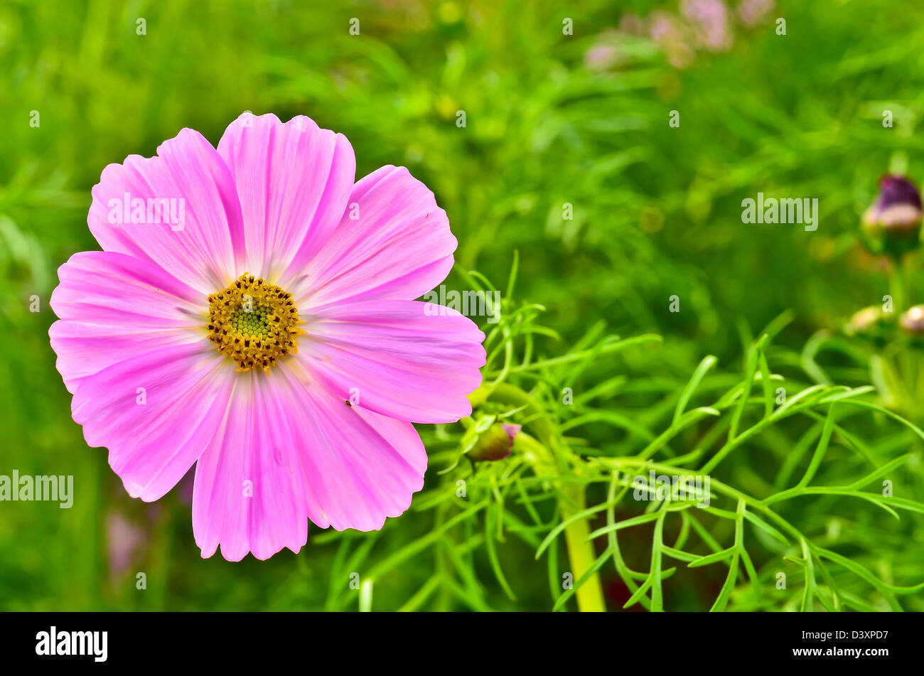 Pink Cosmos flowers Stock Photo - Alamy