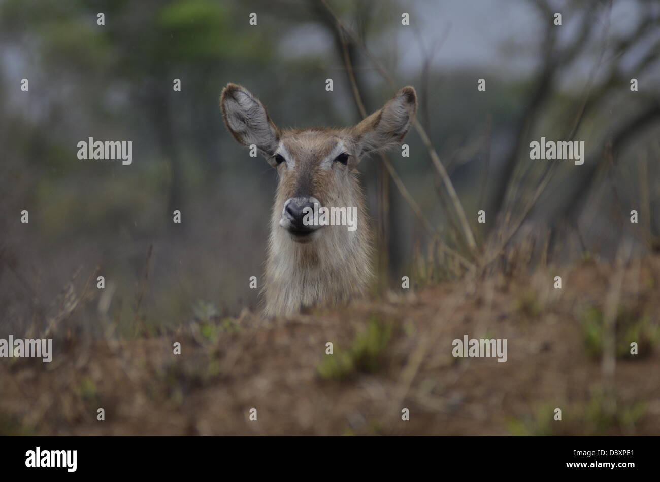 Photos of Africa, Waterbuck head looking over termite hill Stock Photo ...