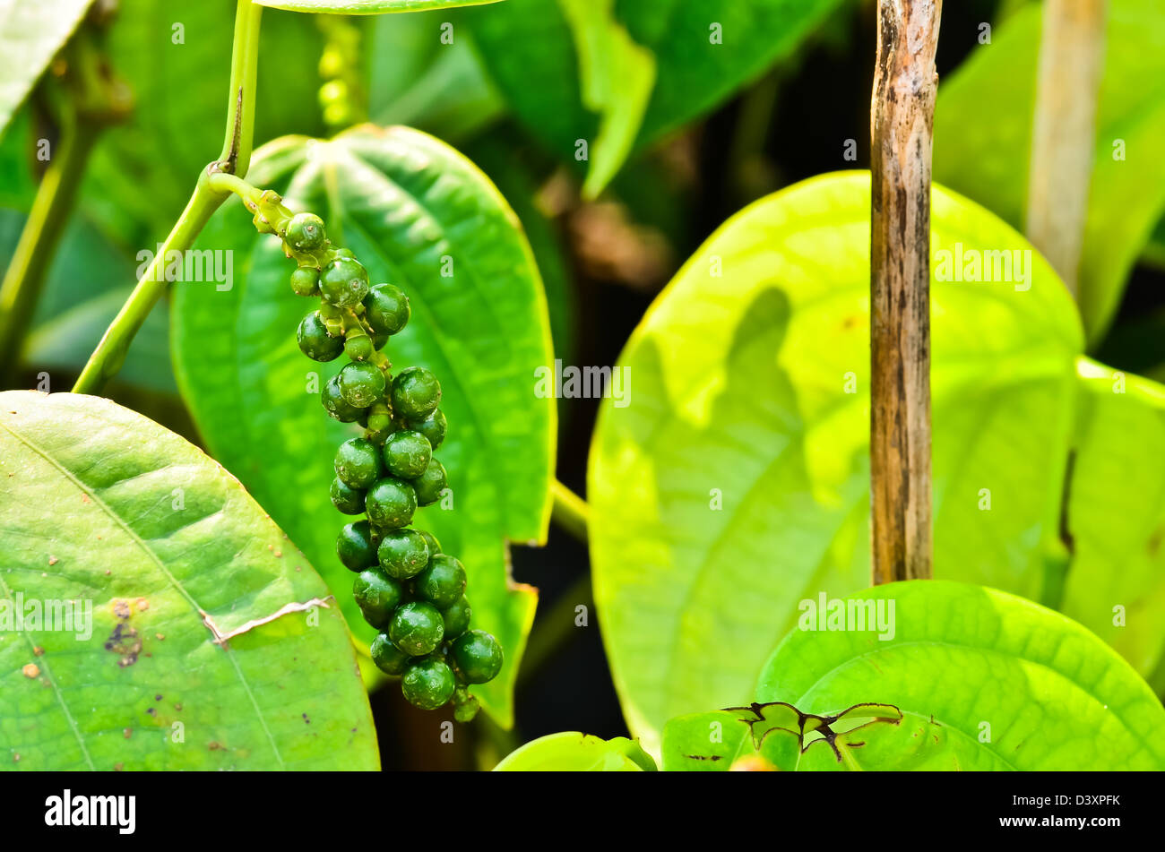 Fresh Piper nigrum on its tree Stock Photo - Alamy