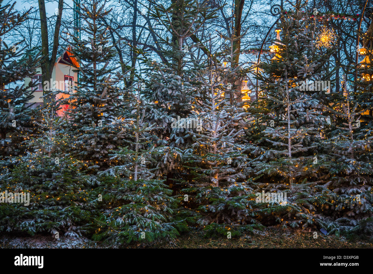Christmas trees, with little lights Stock Photo - Alamy