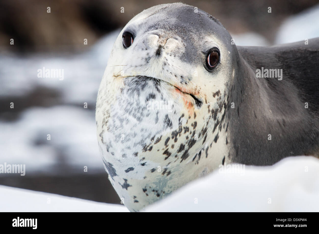 Portrait of a leopard seal hi-res stock photography and images - Alamy