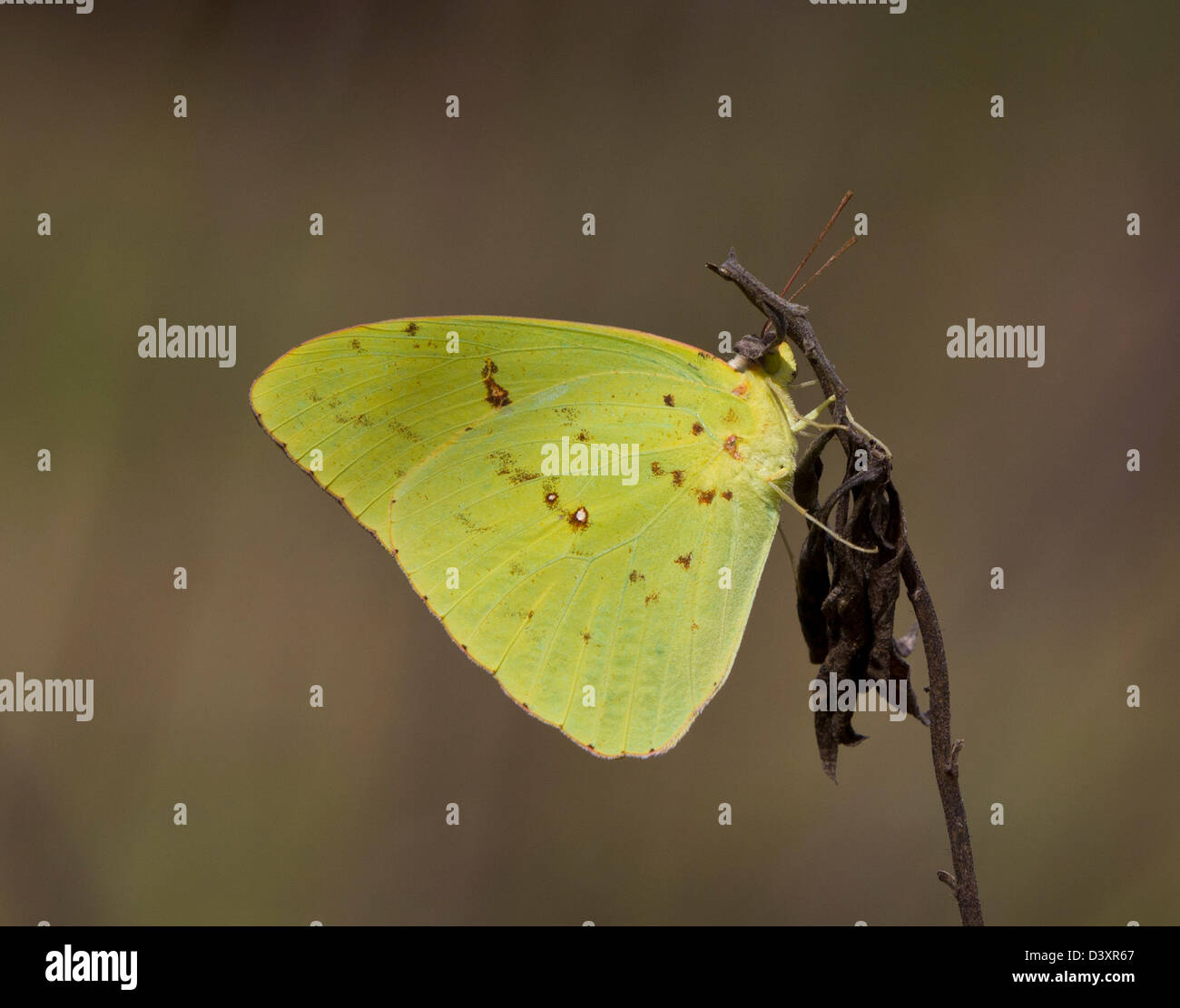 Cloudless sulphur hi-res stock photography and images - Alamy