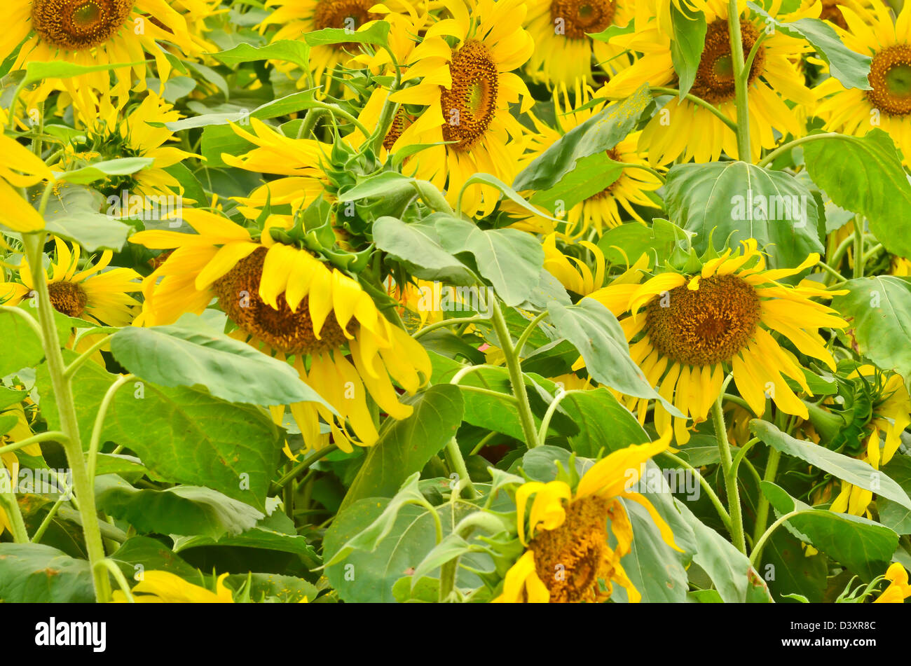 Many sunflower blooming Stock Photo - Alamy