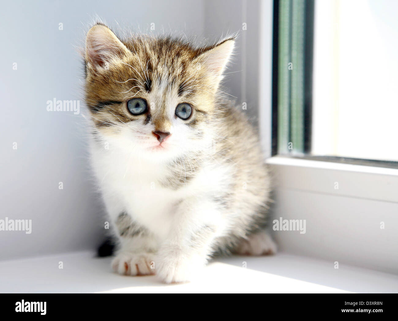 Funny kitten ready to play Stock Photo - Alamy