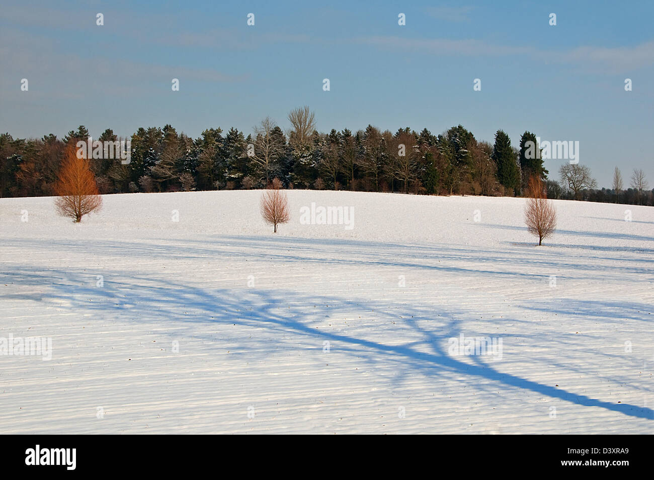 Tree shadows on the snow Stock Photo - Alamy