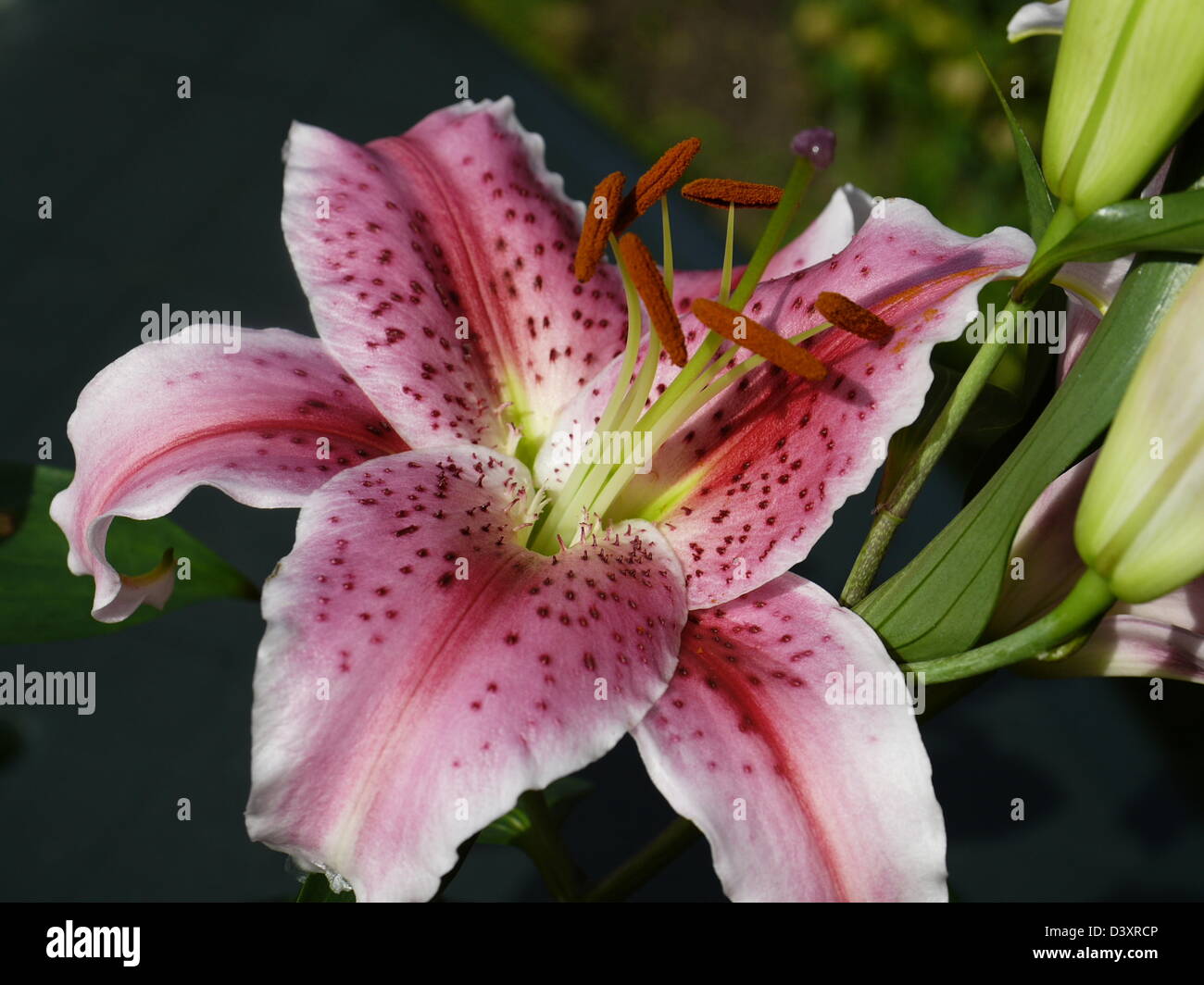 Beautiful open lily close up Stock Photo - Alamy