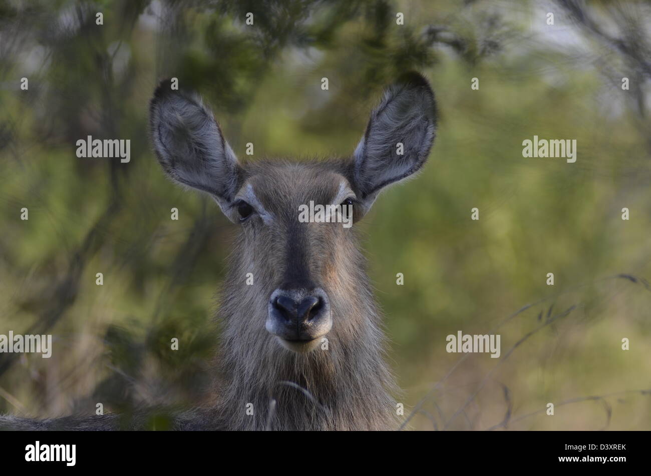 Photos of Africa, Waterbuck female head facing direct to camera Stock ...