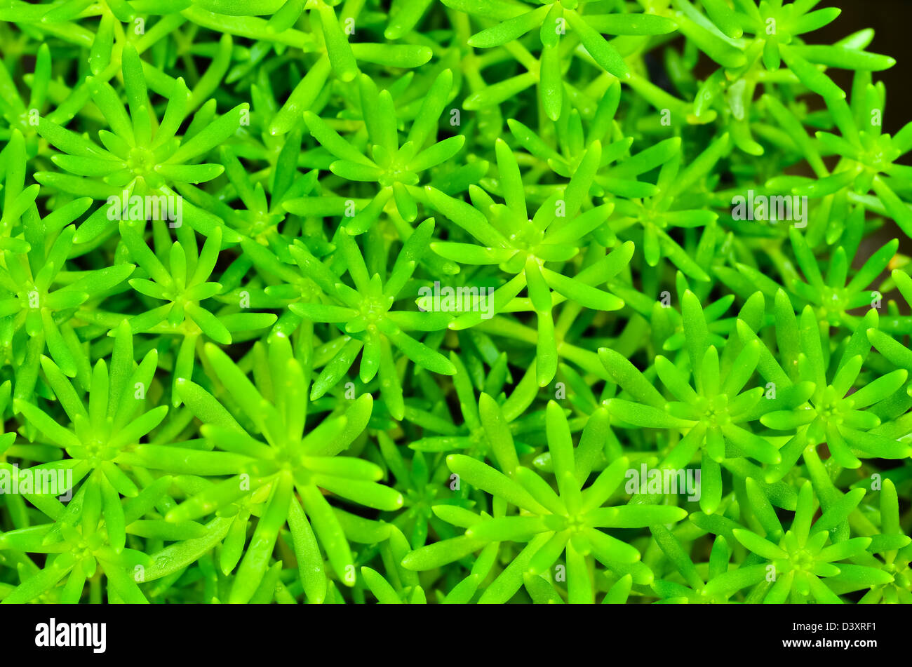 Green cactus hi-res stock photography and images - Alamy