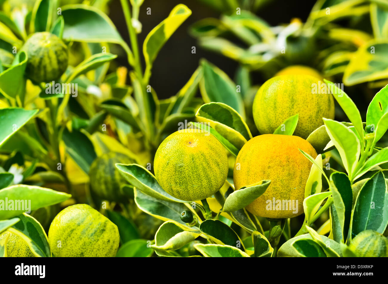 Kumquat with fruit Stock Photo - Alamy