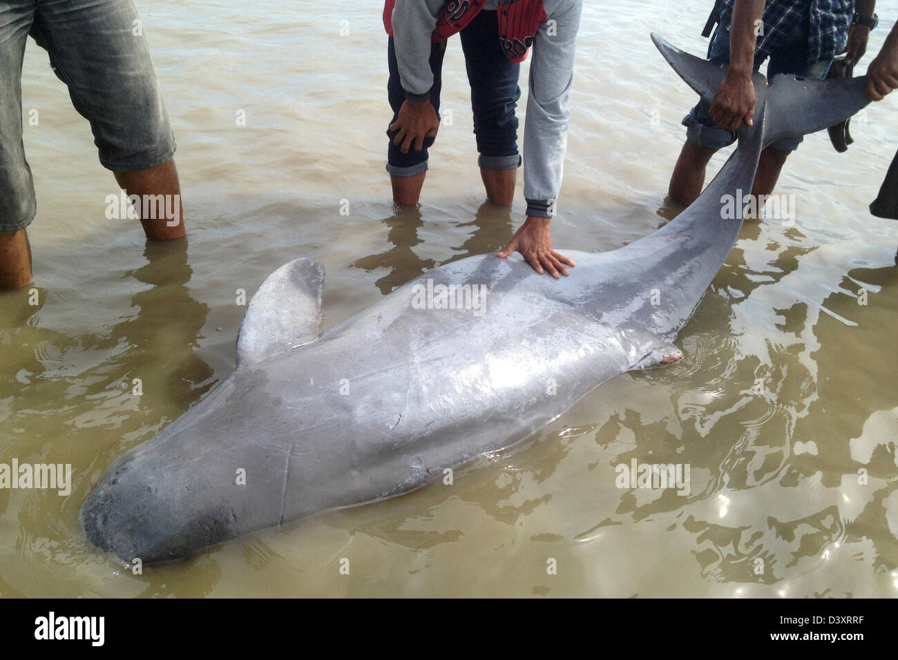 Dolphin net entanglement hi-res stock photography and images - Alamy