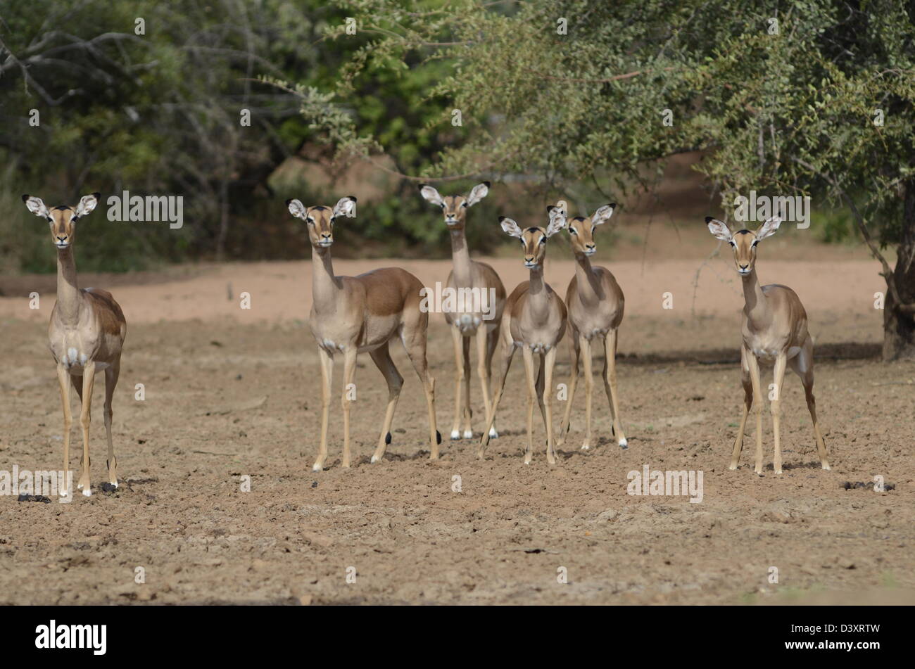 Photos of Africa, Female Impalas alert all facing camera Stock Photo ...